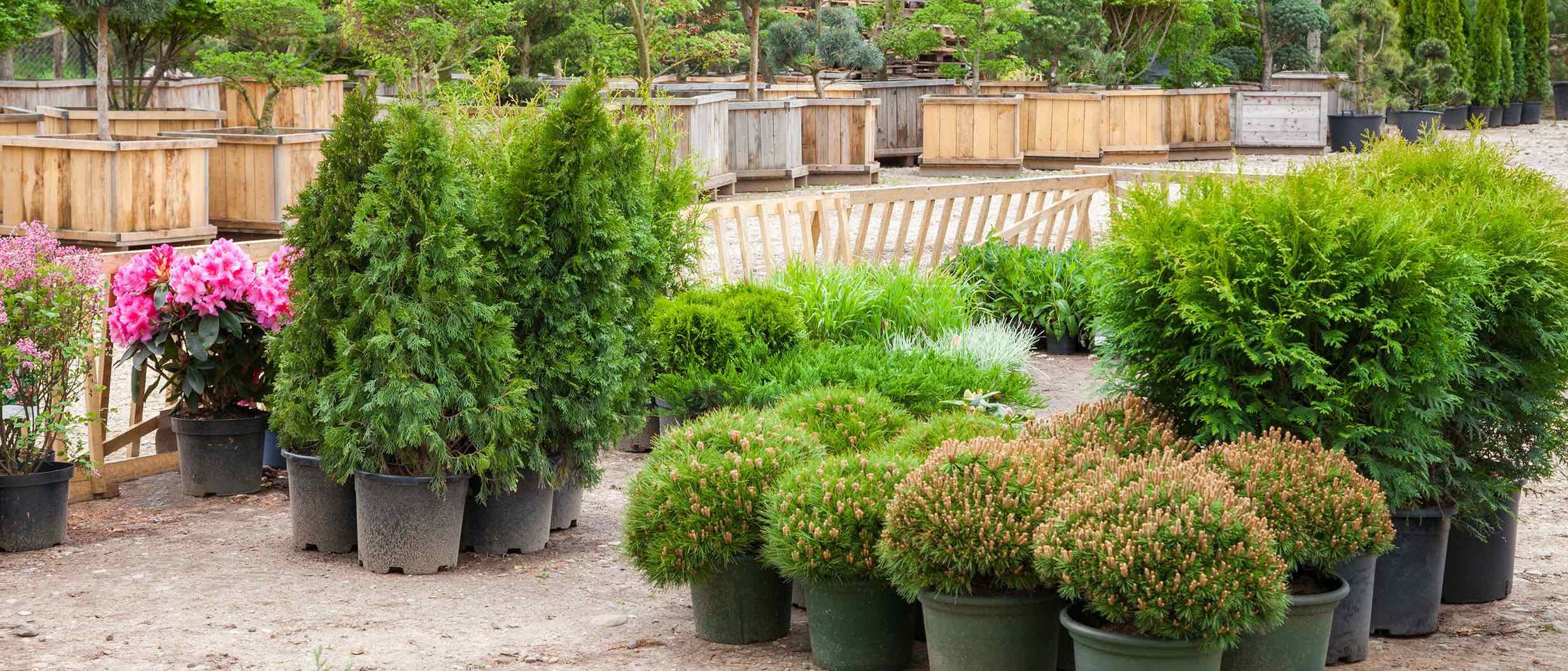 Plant & Tree Application – AquaSmart PRO